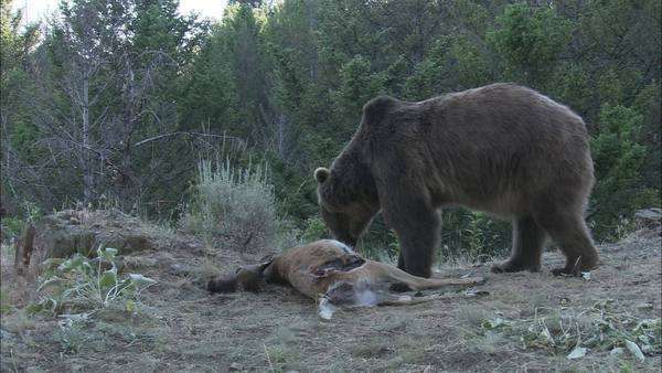 Grizzly Bears Eating Deer