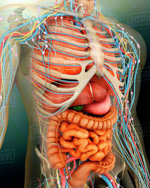 Perspective View Of Human Body Whole Organs And Bones Stock Photo Perspective View Of Human Body Whole Organs And Bones Stock Photo