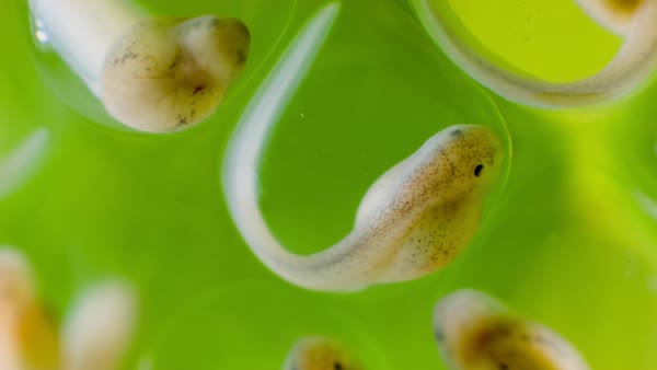 Glass frog (Espadarana) tadpoles developing in an egg mass, Cordillera del Condor, Zamora ...