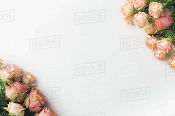 pink rose flowers isolated on white background with copy space ...