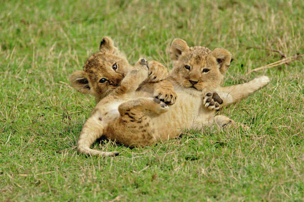 Pair of lion cubs playing, Masai Mara Game Reserve, Kenya - Stock Photo - Dissolve