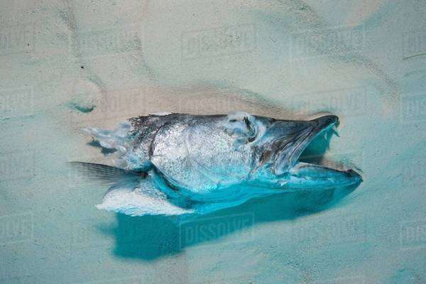 Head of Fish used for Shark chum - Stock Photo - Dissolve