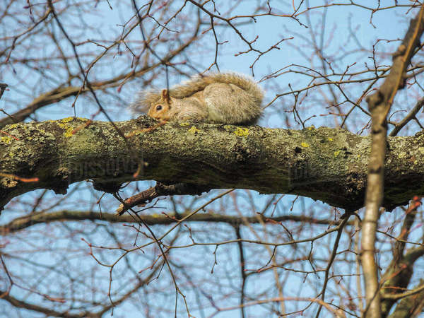 Cute squirrel on the tree - Royalty-free Stock Photo | Dissolve