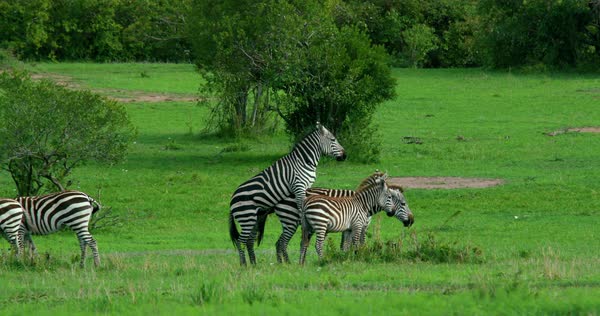 Burchell'S Zebras Mating, Maasai Mara, Kenya, Africa - 4K Rights-managed Stock Video Footage ...