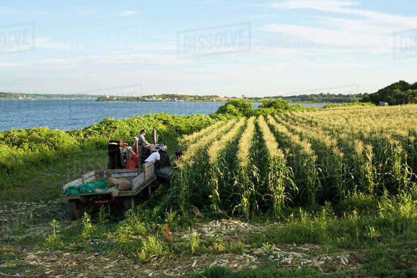 Agriculture - Harvesting sweet corn in mid Summer at a local family ...