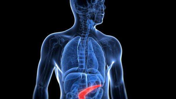 Animation of the location of the pancreas (red) in normal healthy ...