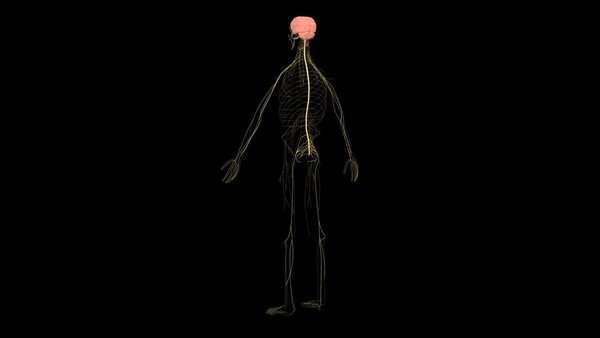 Animation of the male nervous system against a black background. For ...