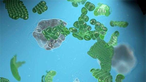 Self-assembly of a viral capsid, the protein shell of a virus - Stock ...