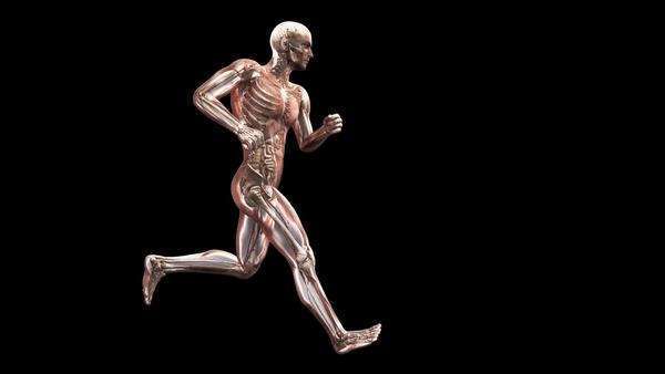 Computer animation of the male body running showing internal organs and ...