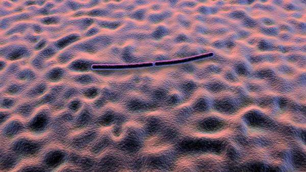 Dividing bacteria. Animation of rod-shaped bacteria dividing by binary ...