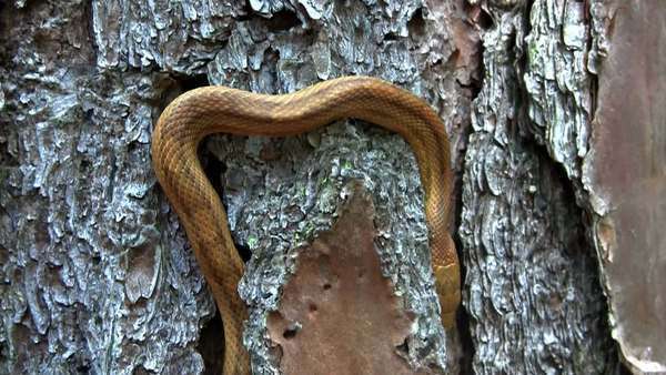 A yellow rat snake slithers through a tree in the Florida Everglades ...