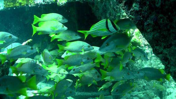 Numerous tropical silver fish swim around a coral reef. - HD Royalty ...