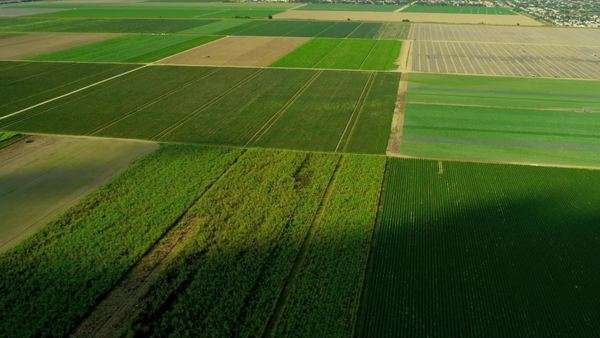 Crops Aerial