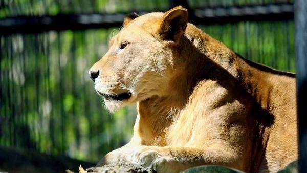 Puma male courting a female during mating season - Stock Video Footage ...