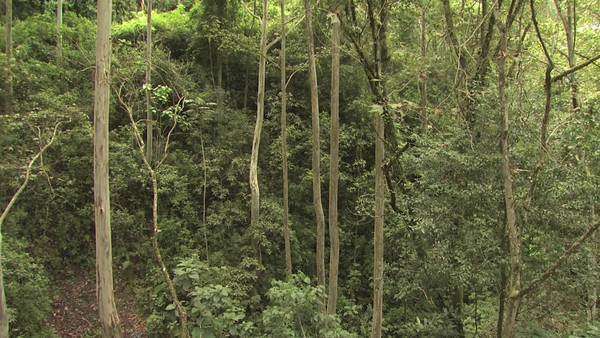 Amazon Rainforest Interior View - Stock Video Footage - Dissolve