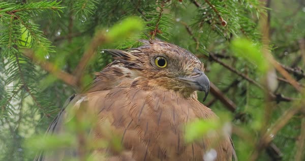 European honey buzzard (Pernis apivorus), also known as the pern or ...