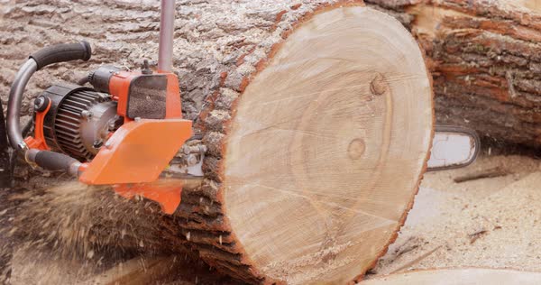 Woodcutter saws tree with electric chain saw on sawmill. Chainsaw used ...