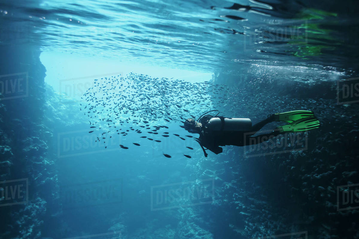 Woman scuba diving underwater among school of fish, Vava'u, Tonga ...
