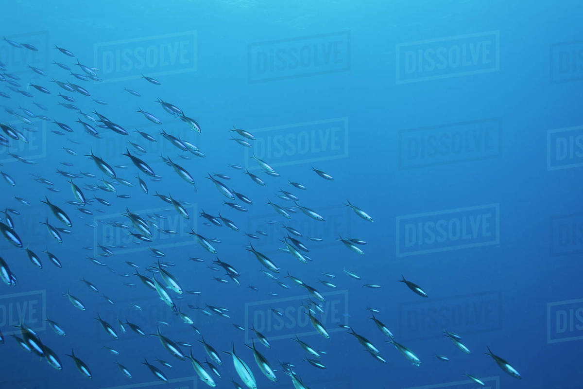 School of fish swimming underwater in blue ocean, Vava'u, Tonga ...