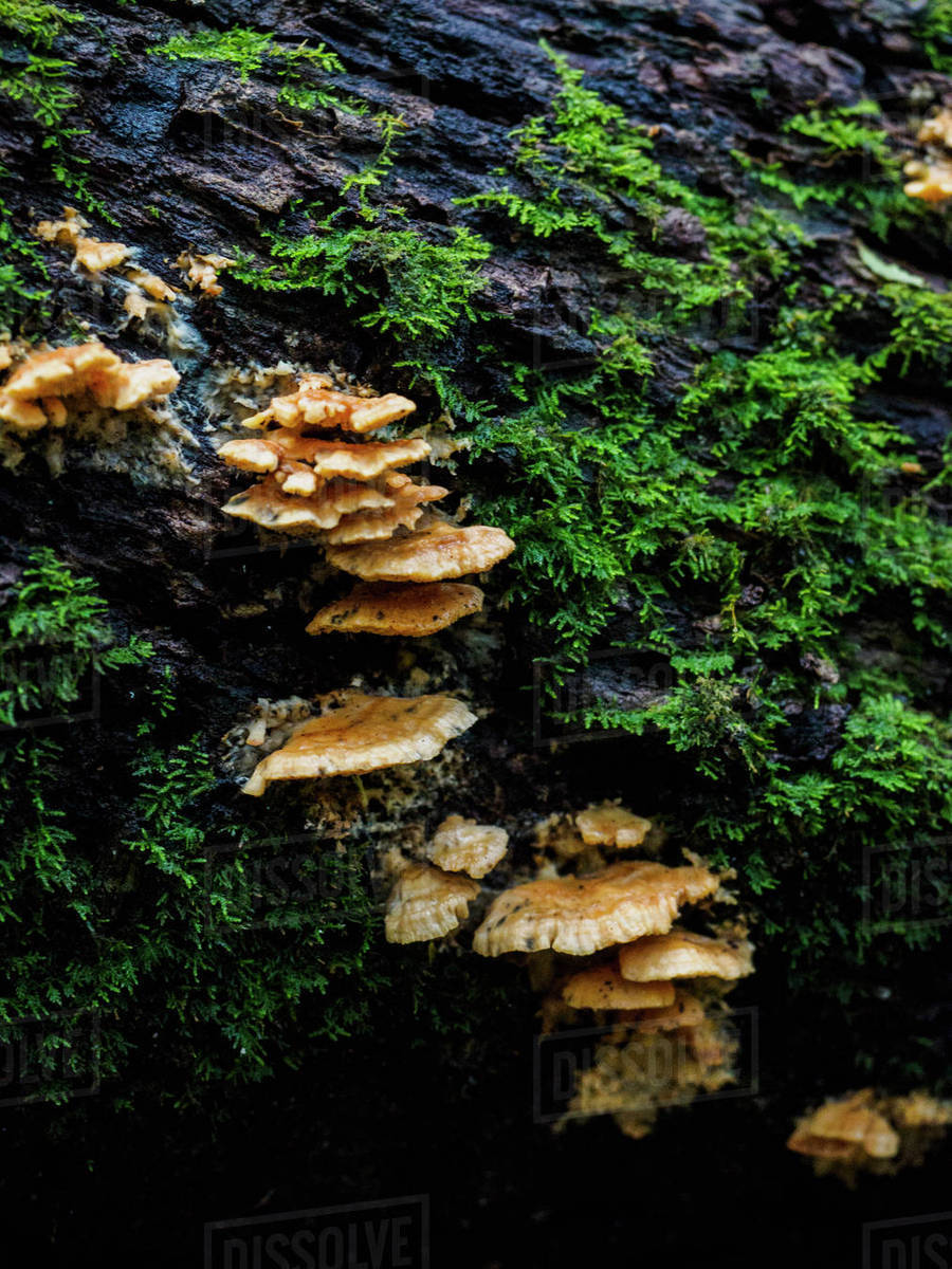 Rocks overgrown by funguses and moss - Stock Photo - Dissolve