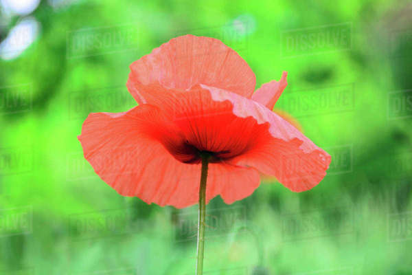 Head of poppy - Royalty-free Stock Photo | Dissolve