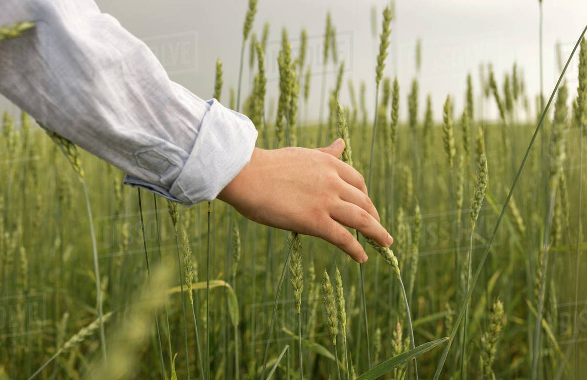 Hand of man in wheat field - Royalty-free Stock Photo | Dissolve