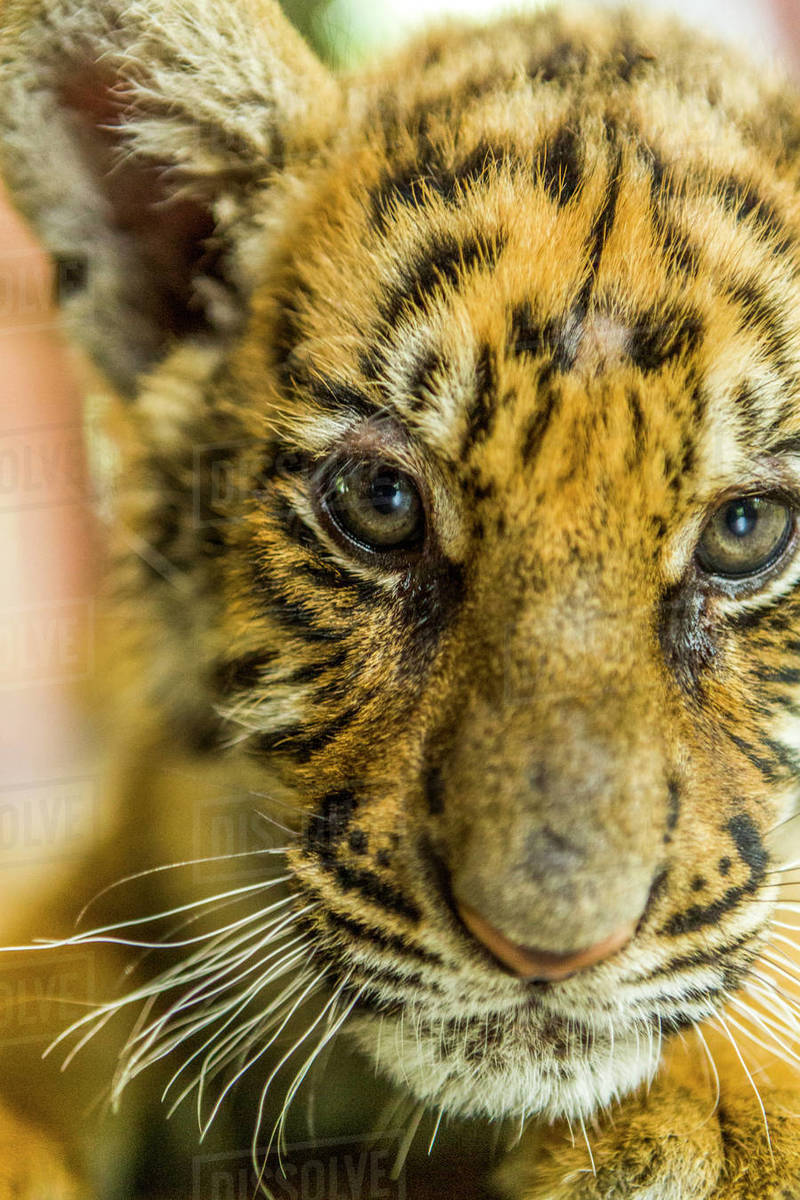 Tiger cub looking at camera - Royalty-free Stock Photo | Dissolve
