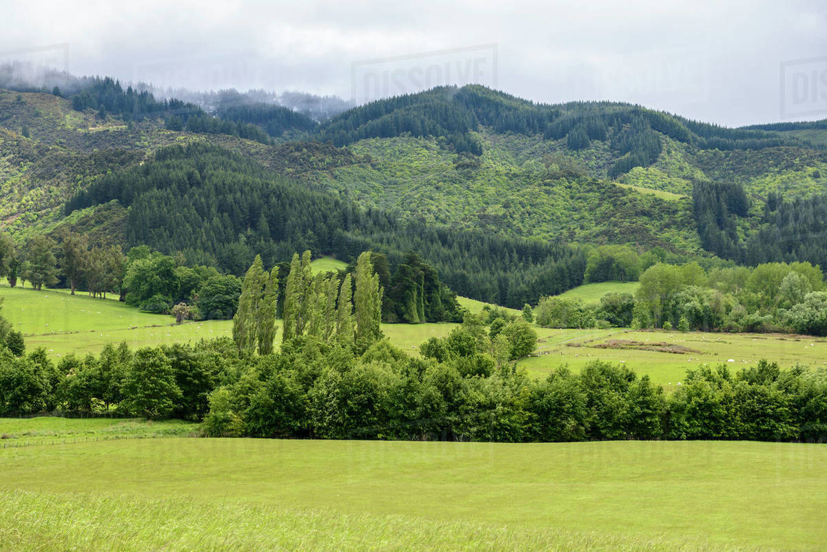 Green fields in Kakahu, New Zealand - Royalty-free Stock Photo | Dissolve