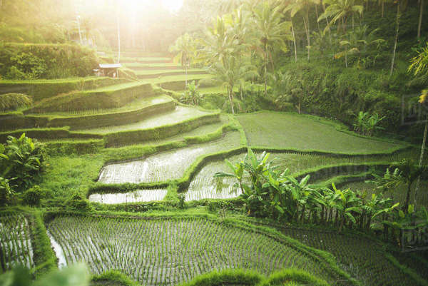 Terraced rice paddies in Bali, Indonesia - Stock Photo - Dissolve