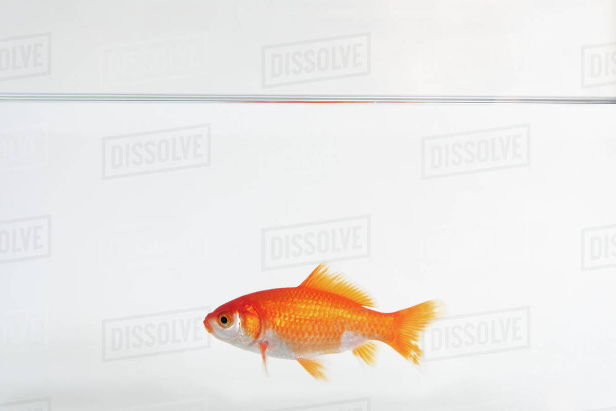 Goldfish in water - Stock Photo - Dissolve
