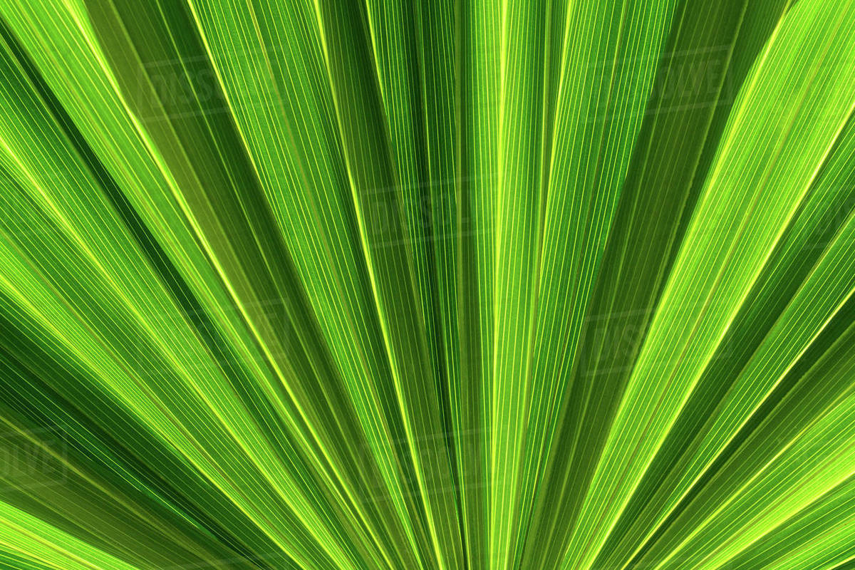 Close-up of green frond - Royalty-free Stock Photo | Dissolve