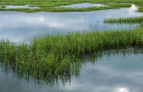 Grass in pond - Royalty-free Stock Photo | Dissolve