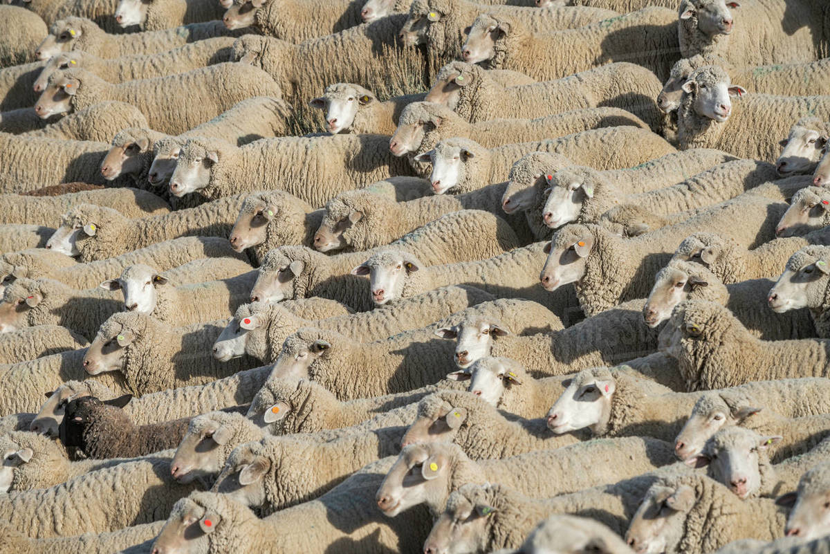 Flock of sheep - Royalty-free Stock Photo | Dissolve