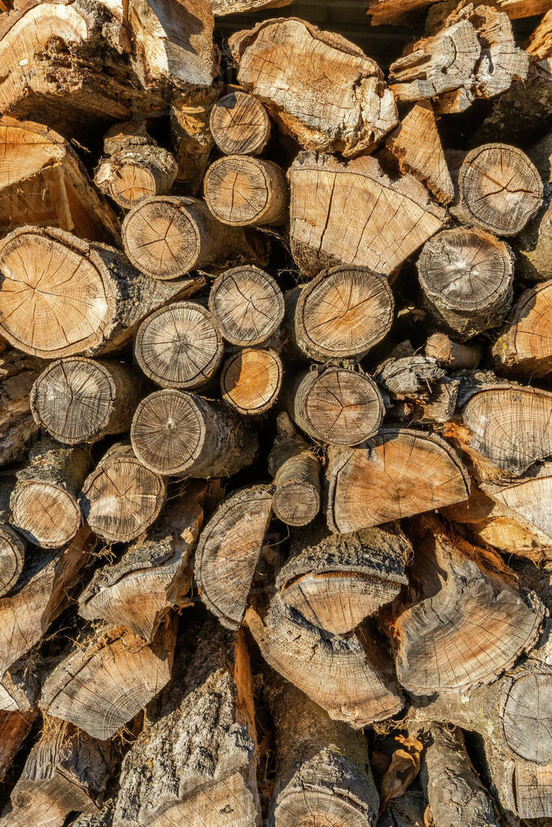 Stacked logs - Stock Photo - Dissolve