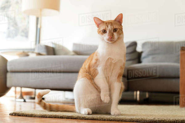 Cat with raised paw sitting on rug - Royalty-free Stock Photo | Dissolve