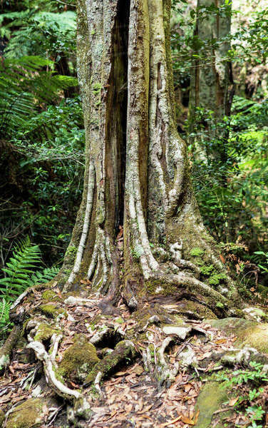 Tree trunk in forest - Stock Photo - Dissolve