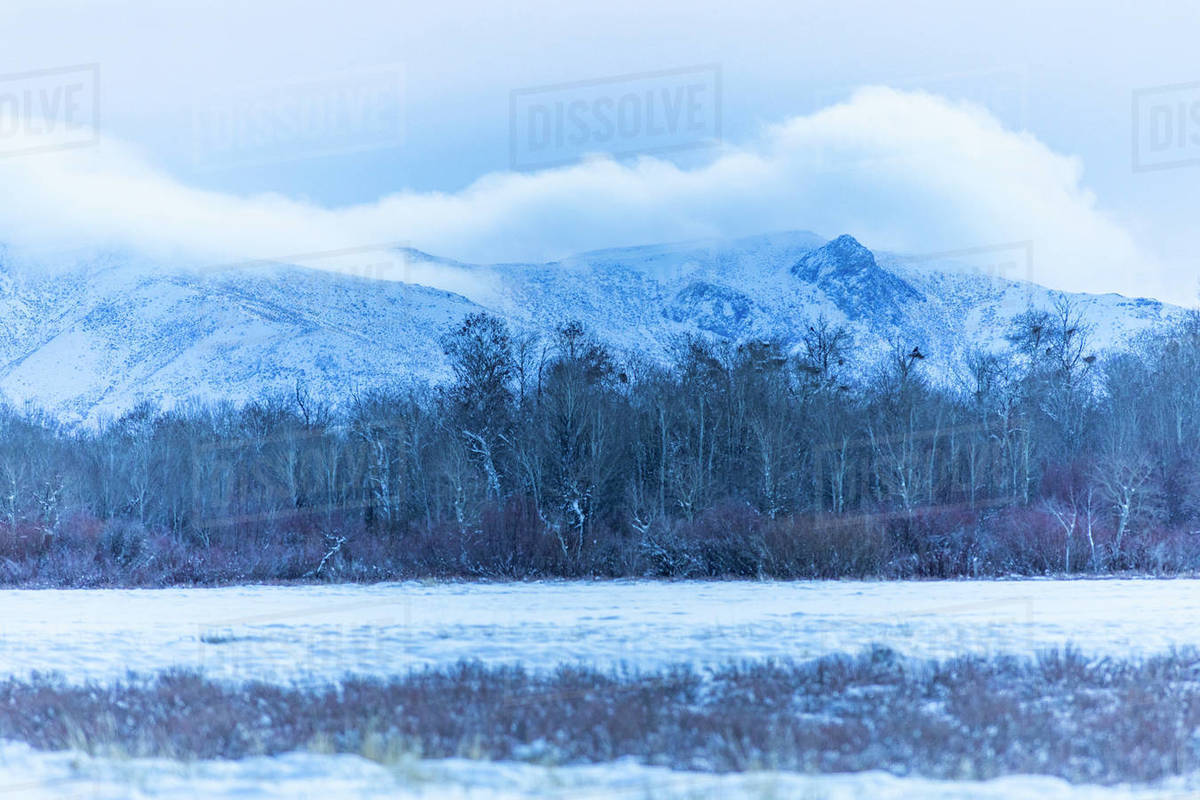 Forest in front of snowy mountain - Stock Photo - Dissolve