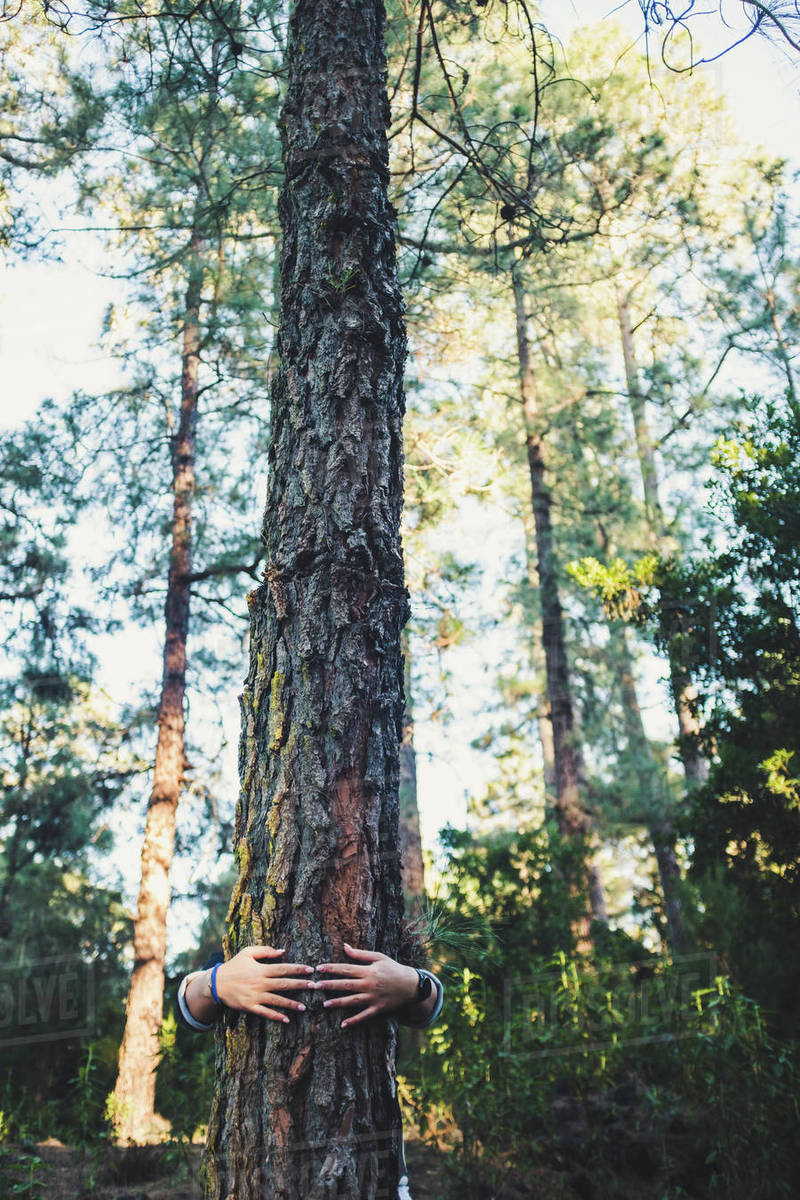 Man embracing tree in forest - Stock Photo - Dissolve