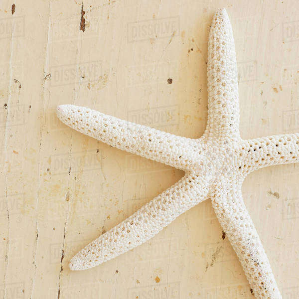 Studio shot of starfish - Royalty-free Stock Photo | Dissolve