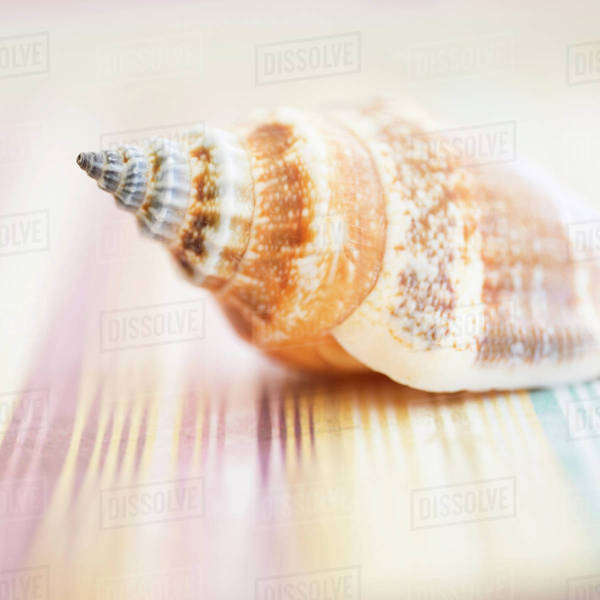 Studio shot of seashell - Royalty-free Stock Photo | Dissolve