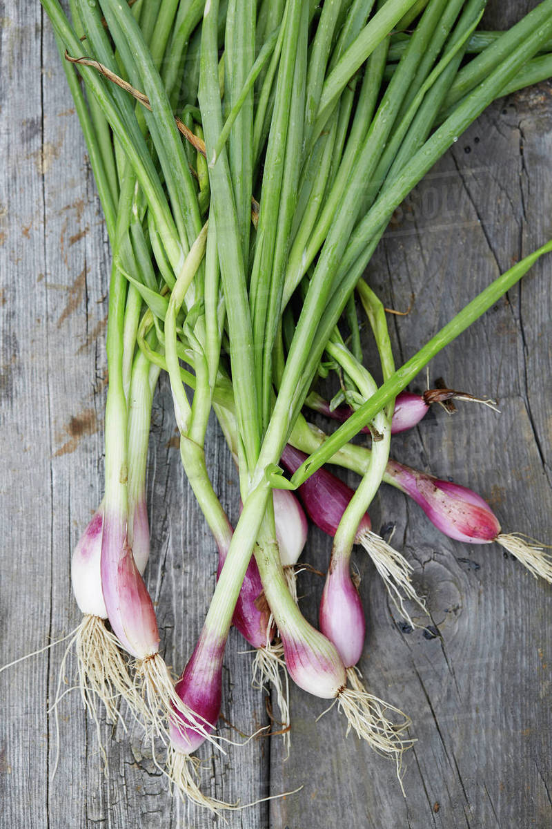 Ramps with roots and stems on wooden table - Royalty-free Stock Photo ...