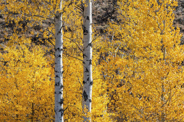 United States, Idaho,Sun Valley, Yellow birch trees in autumn in Rocky ...