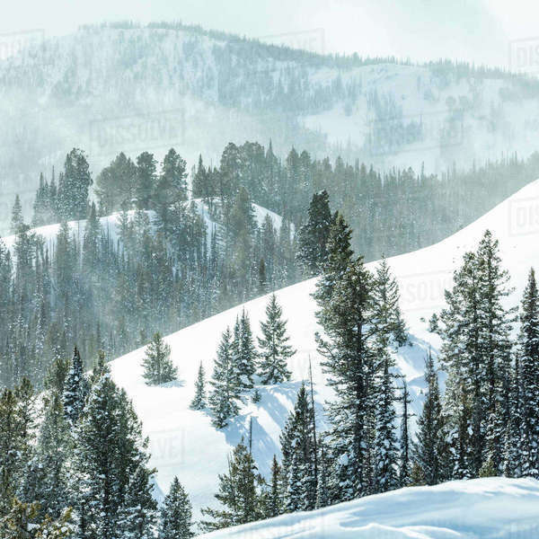 United States, Idaho, Sun Valley, Snowy forest in winter - Royalty-free ...
