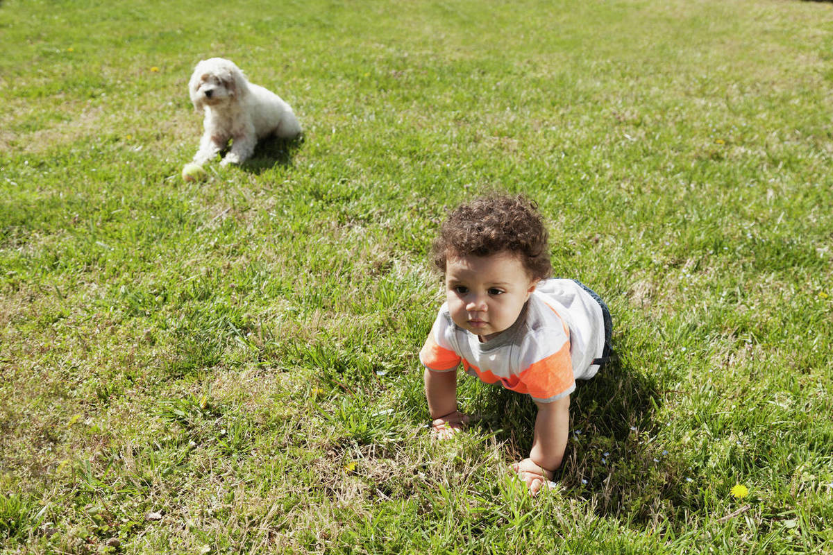 Child crawling on grass, dog in background - Stock Photo - Dissolve