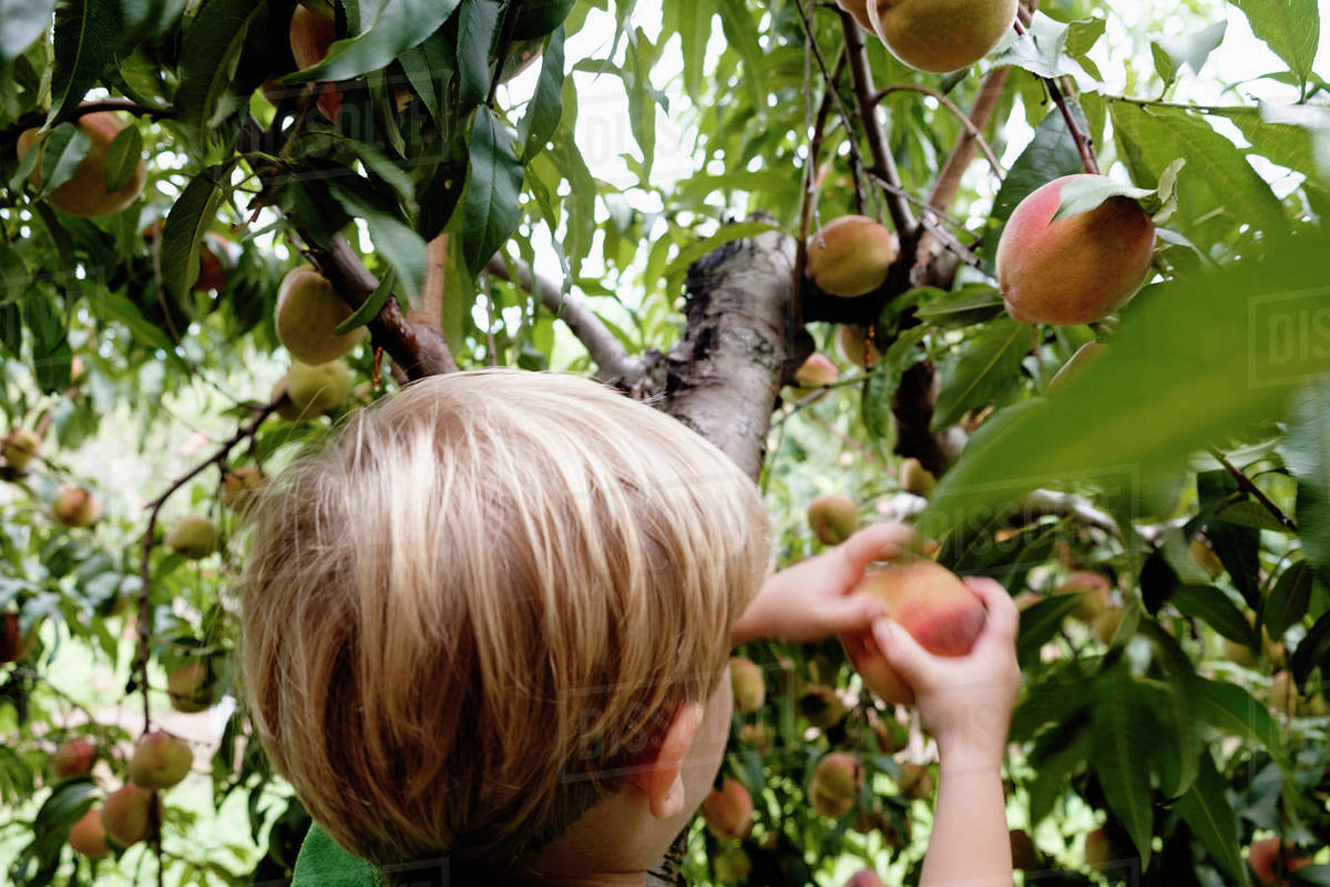 Rear view of boy picking peach from tree on fruit farm - Stock Photo ...