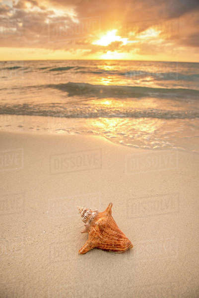 Jamaica, Conch shell on beach at sunset - Royalty-free Stock Photo ...
