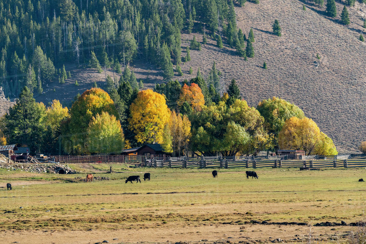 USA, Idaho, Stanley, Ranch surrounded by trees in autumn near Sun ...