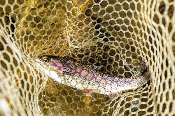 Rainbow trout in fishing net - Royalty-free Stock Photo | Dissolve