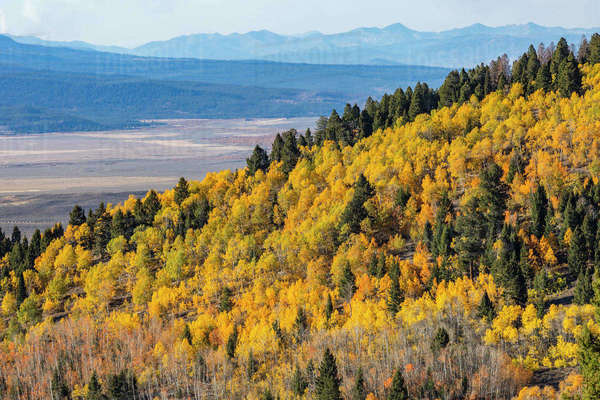 USA, Idaho, Stanley, Fall foliage in mountains near Sun Valley ...