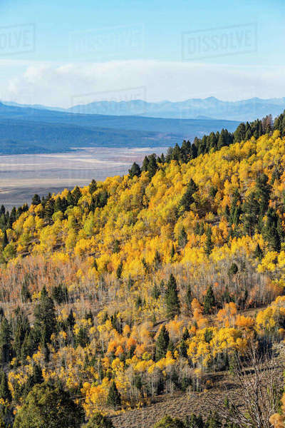 USA, Idaho, Stanley, Fall foliage in mountains near Sun Valley ...